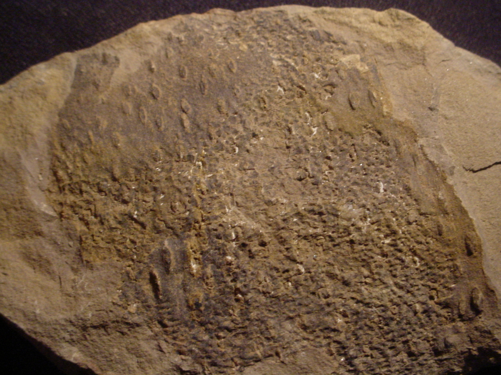 Stigmaria Eveni RCMC0207A.jpg - Member Collections - The Fossil Forum