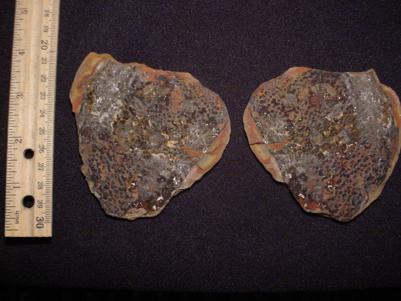Stigmaria ficoides RCMC0431.JPG - Member Collections - The Fossil Forum