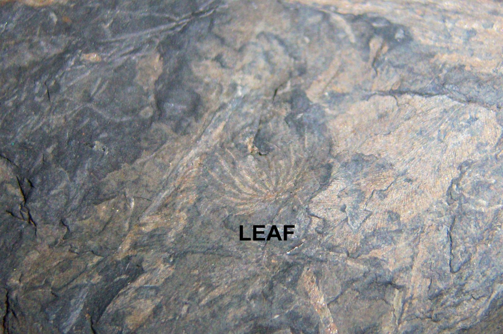 CALAMITES LEAF - PLAINVILLE, MA - Member Collections - The Fossil Forum