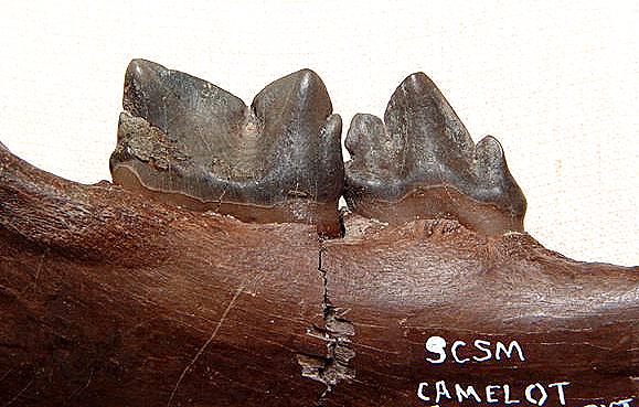 smilodon jaw_labial view of teeth_D.JPG - Member Collections - The ...