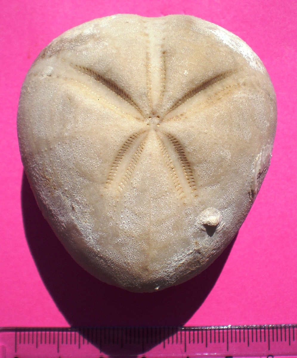Micraster sp Turonian Ault Picardy France - Member Collections - The ...