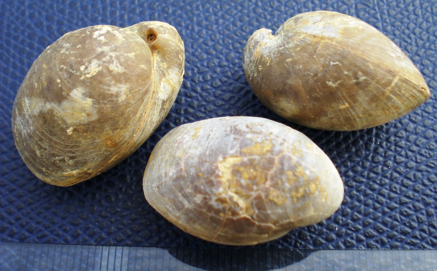 Ornithella umbonella Callovian Montbizot France - Member Collections ...