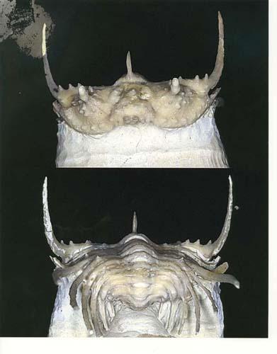 Cybeloides iowensis - Member Collections - The Fossil Forum