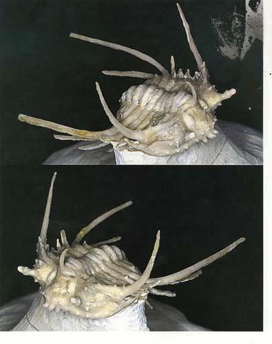 Cybeloides iowensis - Member Collections - The Fossil Forum