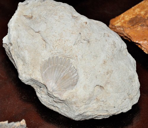 shell-in-situ.jpg - Member Collections - The Fossil Forum
