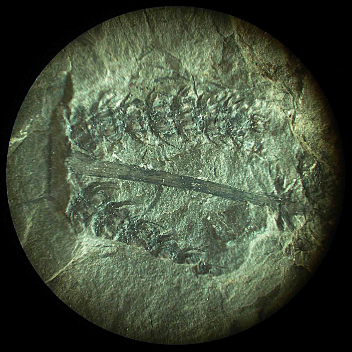 Calamostachis 2 (Calamites spore cone) - Member Collections - The ...