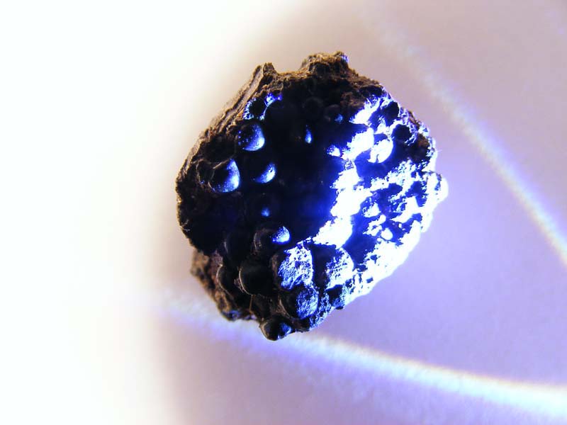 Seed Inside Coprolite - Member Collections - The Fossil Forum