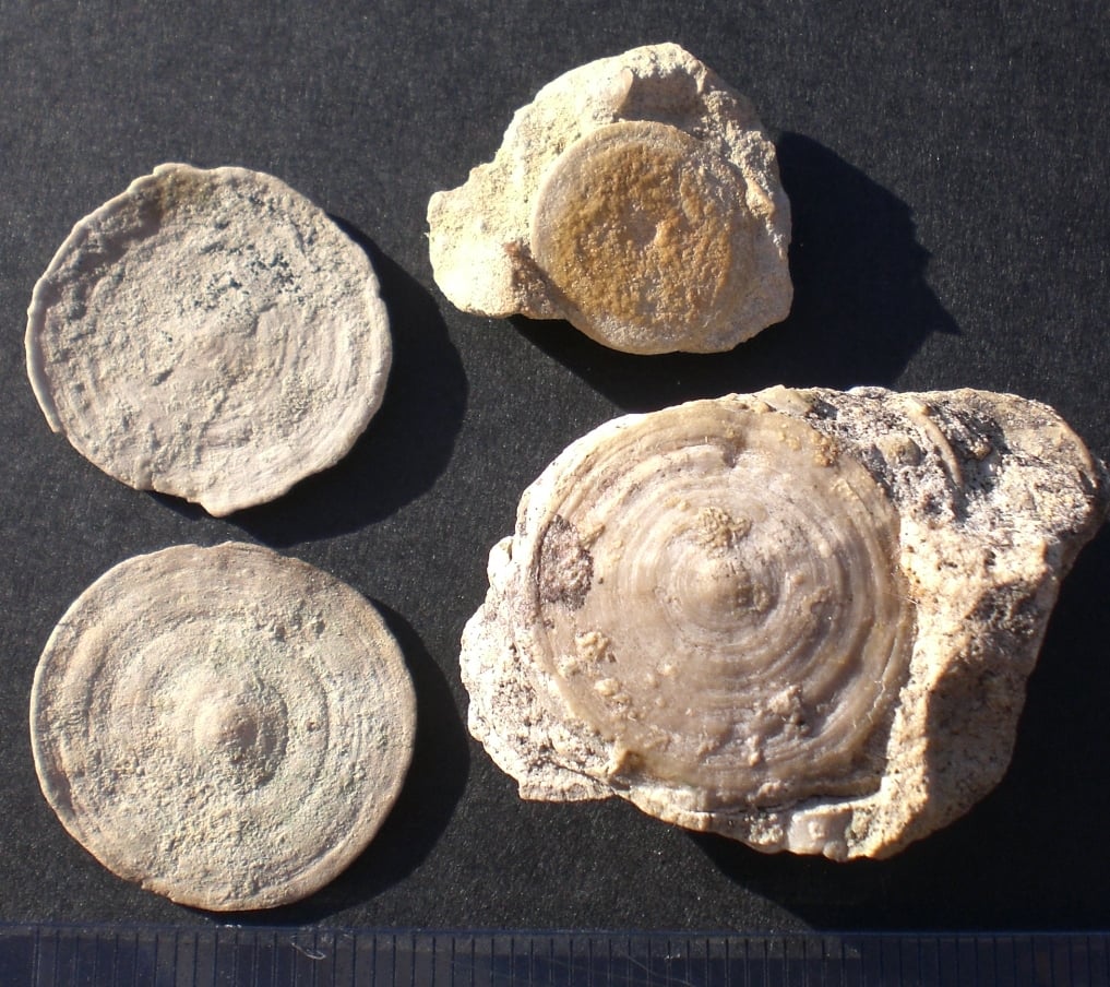Orbitolina Barrémian Var France - Member Collections - The Fossil Forum