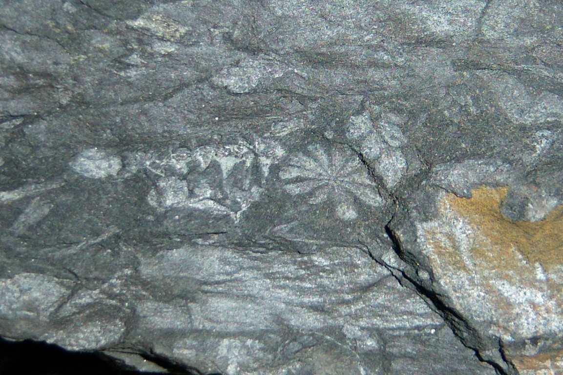 ANNULARIA (CALAMITES FLOWER) - PLAINVILLE, MA 300+ myo - Member ...