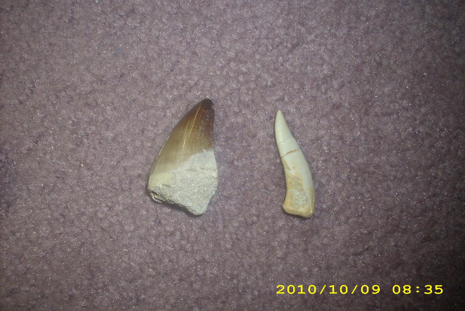 020.JPG - Member Collections - The Fossil Forum