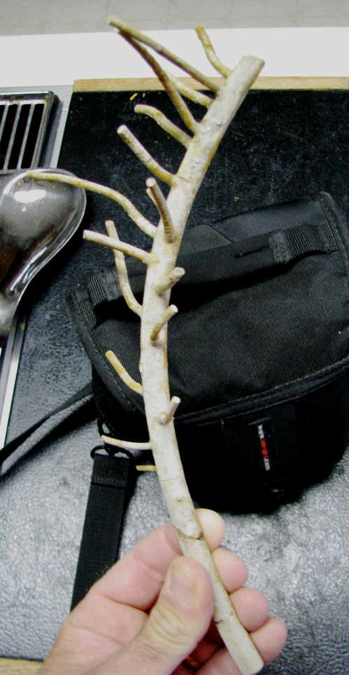 Crinoid stem - Member Collections - The Fossil Forum