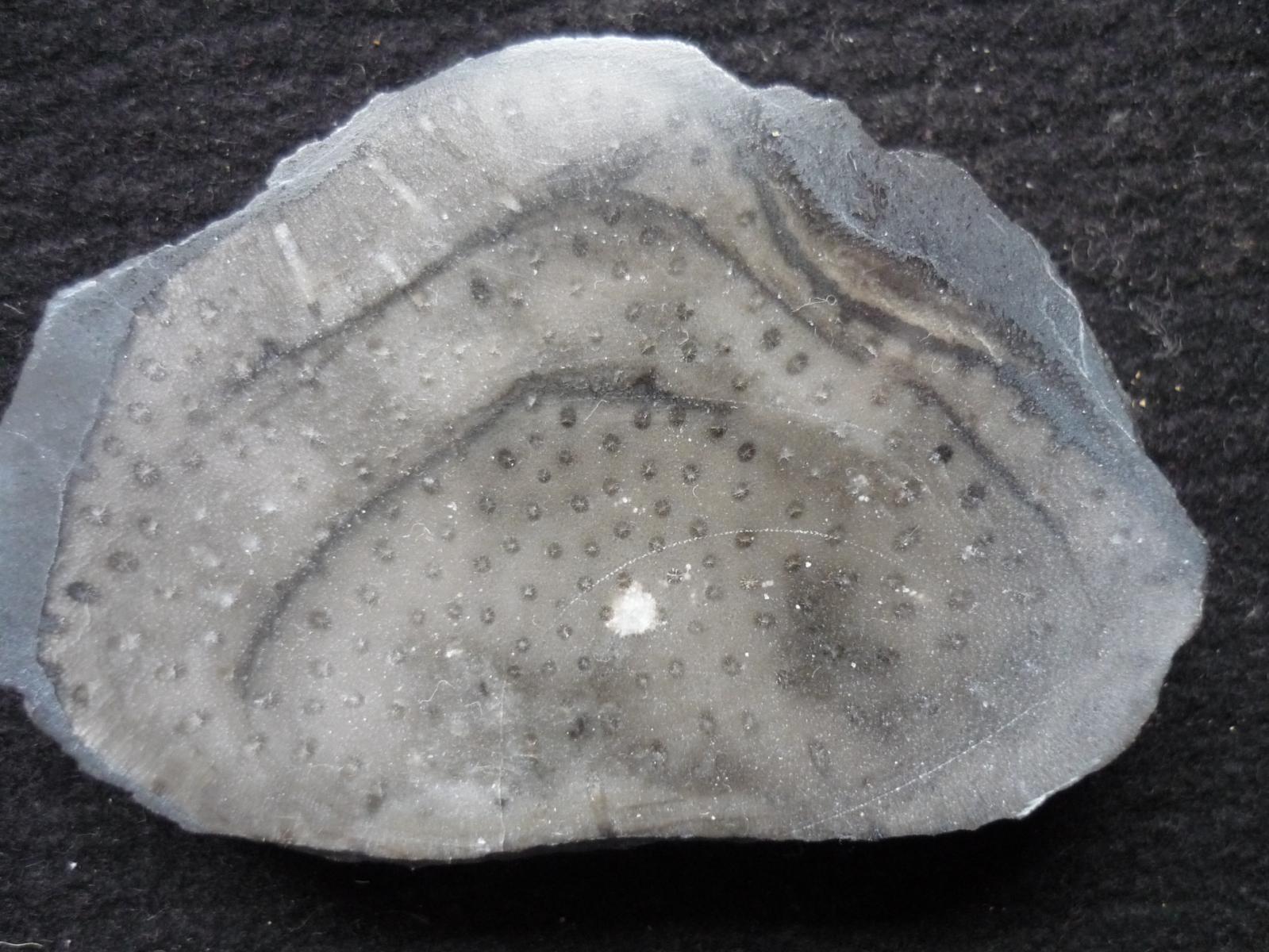 Heliolites porosus - Member Collections - The Fossil Forum