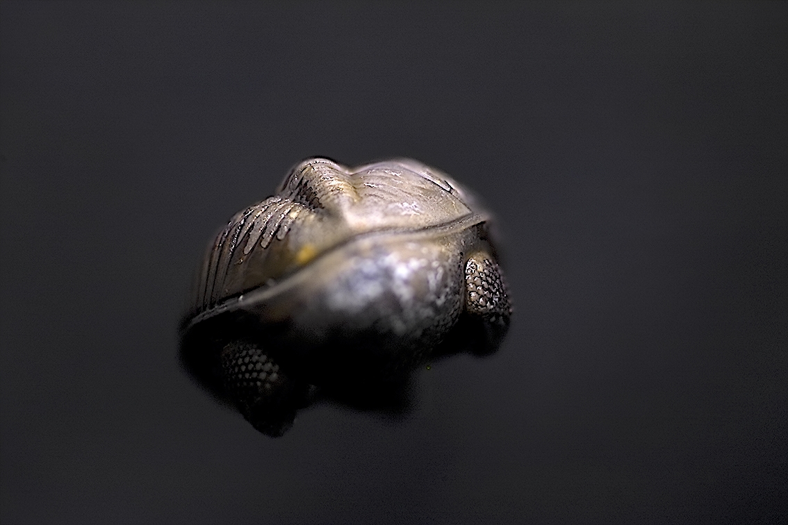 Enrolled Phacops Trilobite from Arkona - Member Collections - The ...