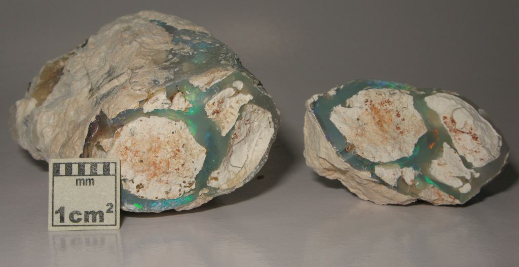 Opalised bivalve shell from Lightning Ridge, NSW, Australia - Member ...