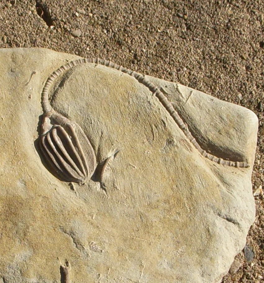 Macrocrinus mundulus - Member Collections - The Fossil Forum