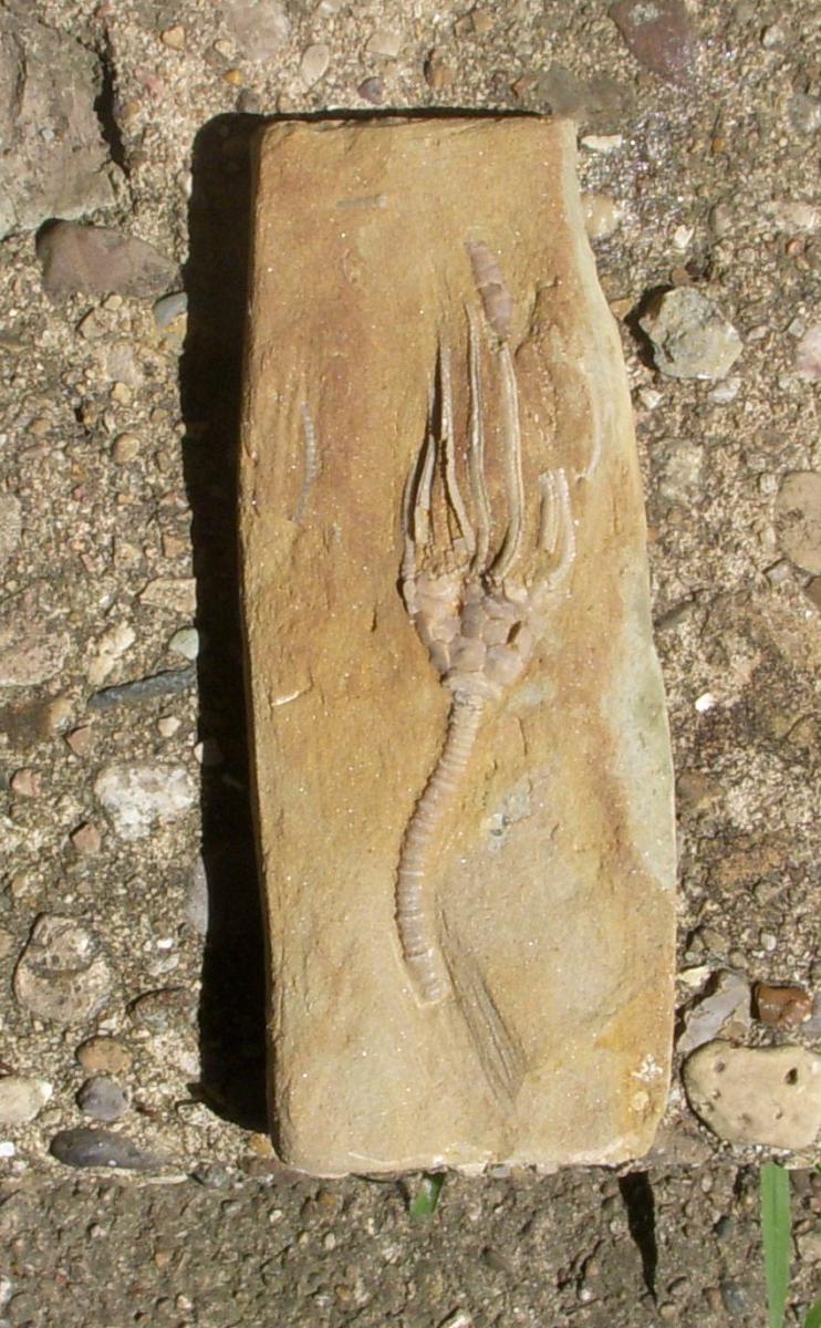 Macrocrinus mundulus - Member Collections - The Fossil Forum