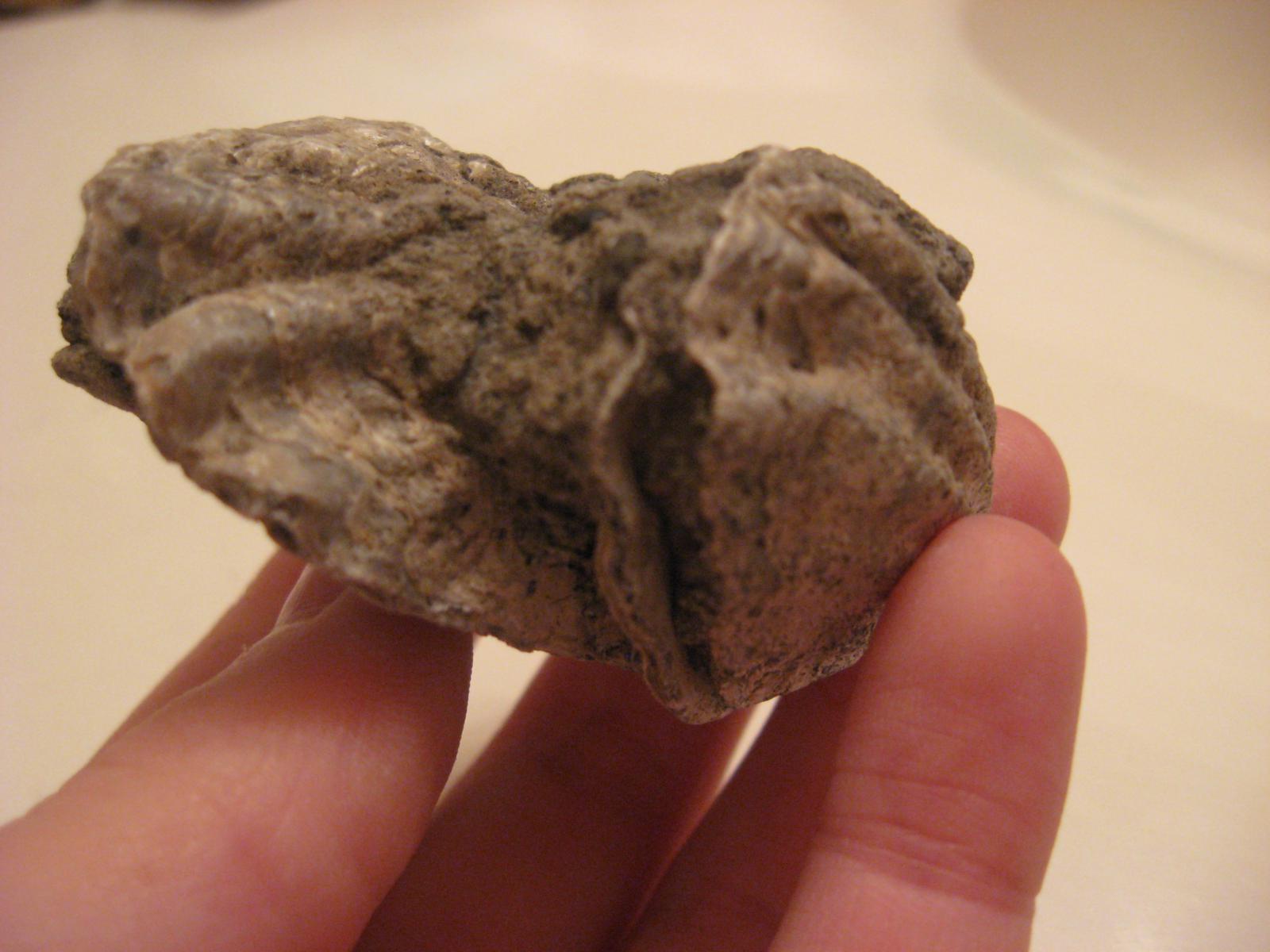 Lopha Cluster - Member Collections - The Fossil Forum