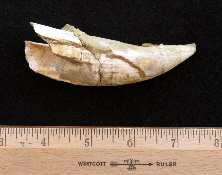 Sharktooth Hill - Sperm Whales - The Fossil Forum