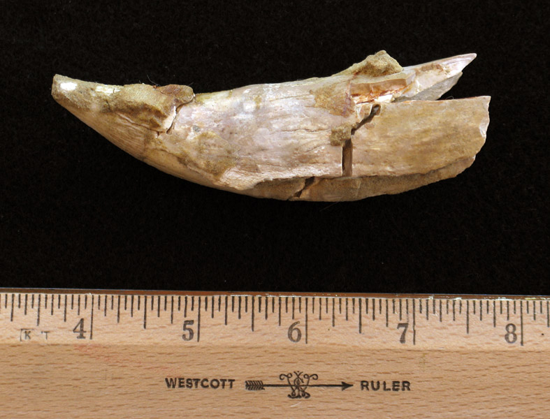 17 Scaldicetus sp. - Member Collections - The Fossil Forum