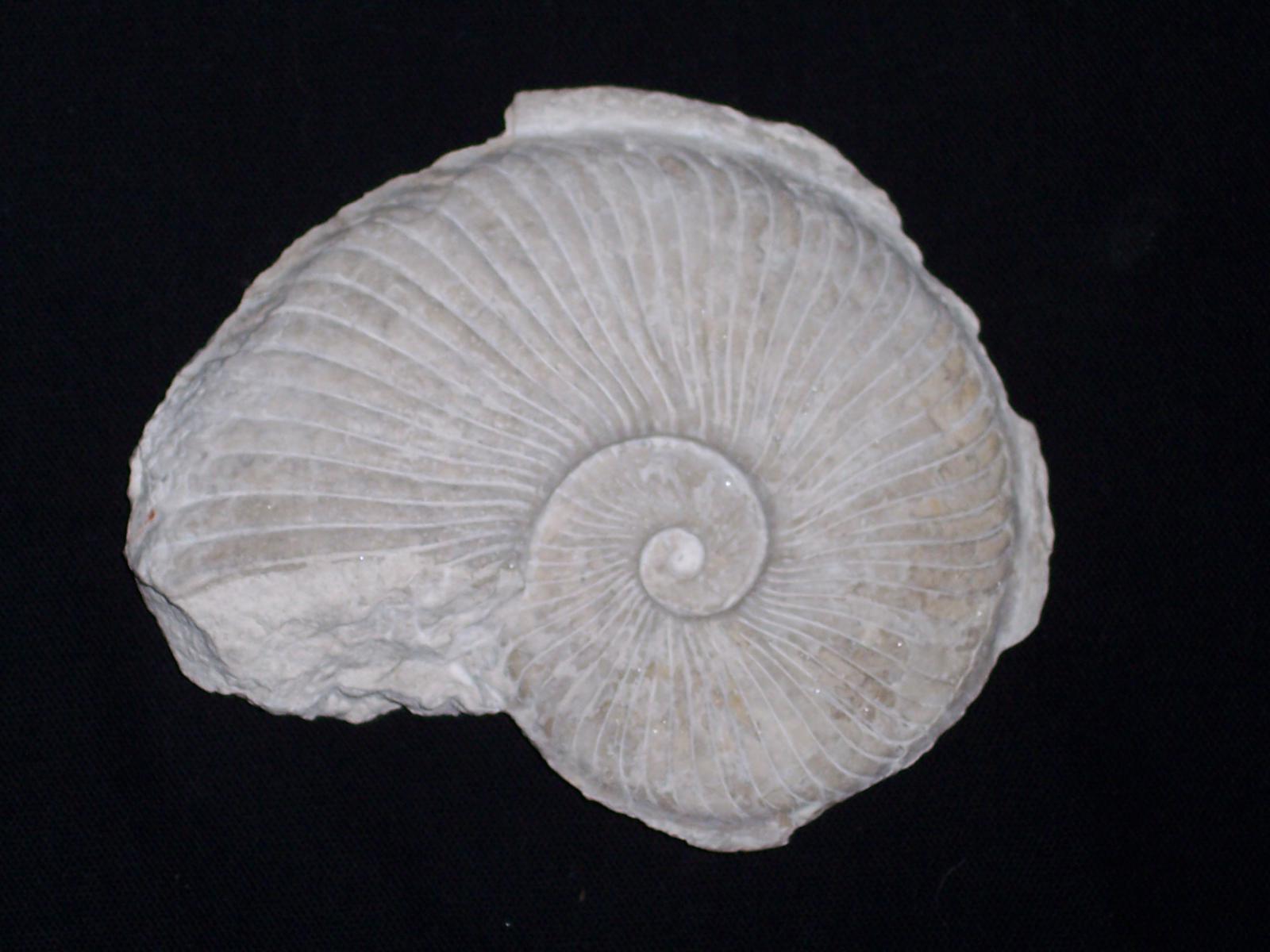 Oxytropidoceras w/keel Lake Texoma - Member Collections - The Fossil Forum