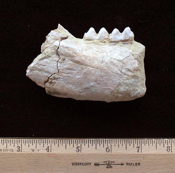 07 Miotapirus sp. - Member Collections - The Fossil Forum