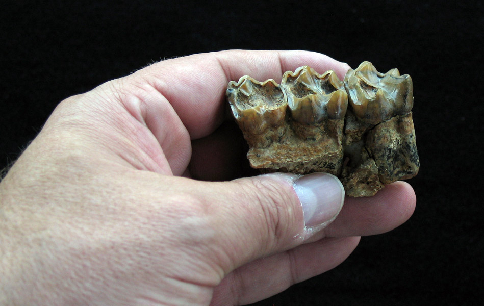14 Miotapirus sp. - Member Collections - The Fossil Forum