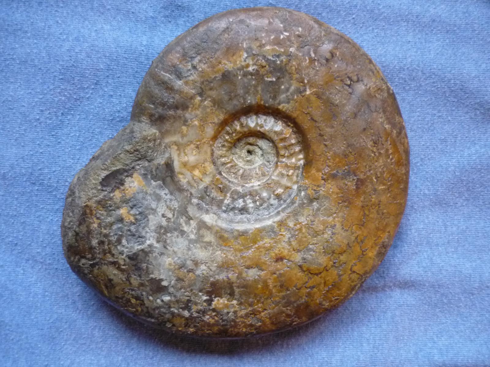 Graphoceras (Platygraphoceras) apertum (Buckman,1888) - Member ...
