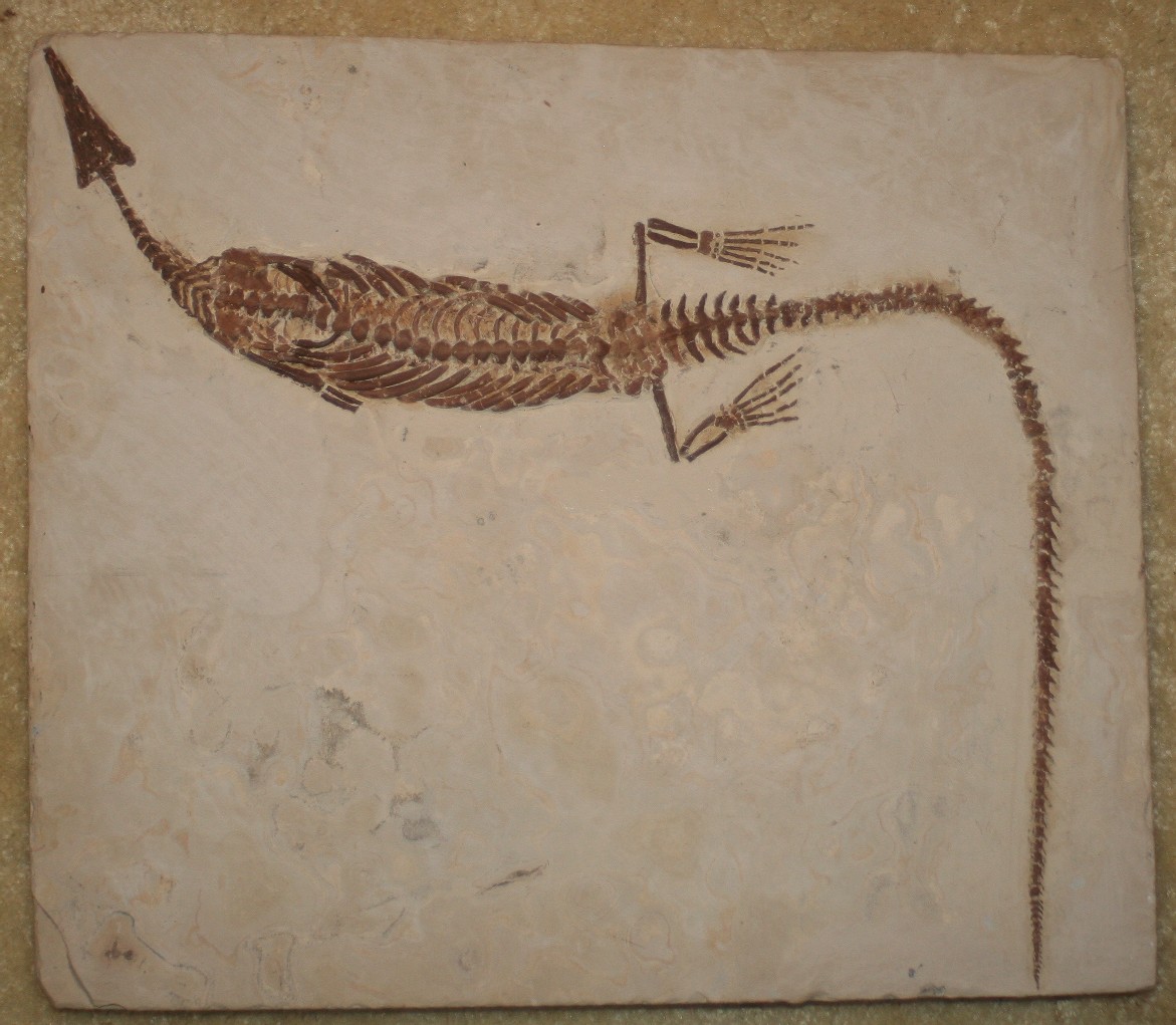 34" mesosaur - Member Collections - The Fossil Forum