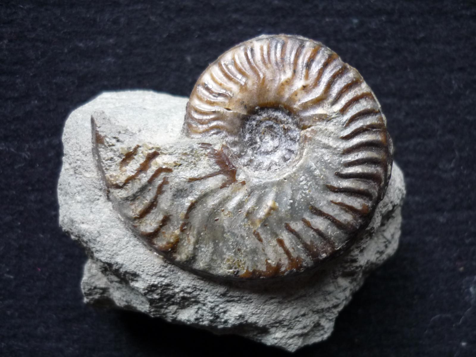 Graphoceras (Ludwigella) cornu (Buckman, 1887) - Member Collections ...