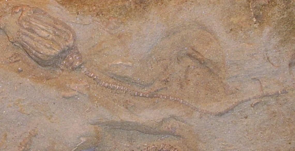 Macrocrinus mundulus - Member Collections - The Fossil Forum