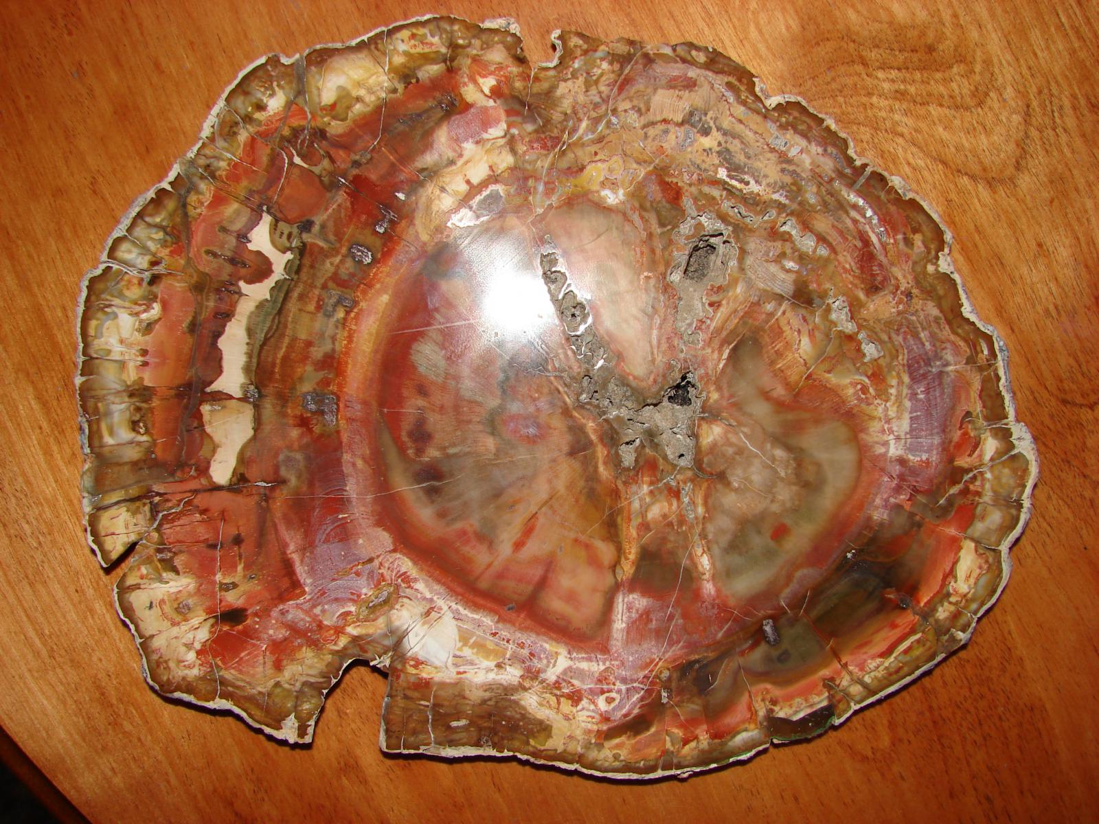 Fossilized Plants - The Fossil Forum