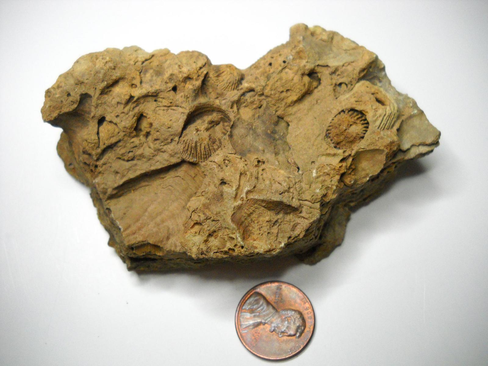 barnacle rock - Member Collections - The Fossil Forum