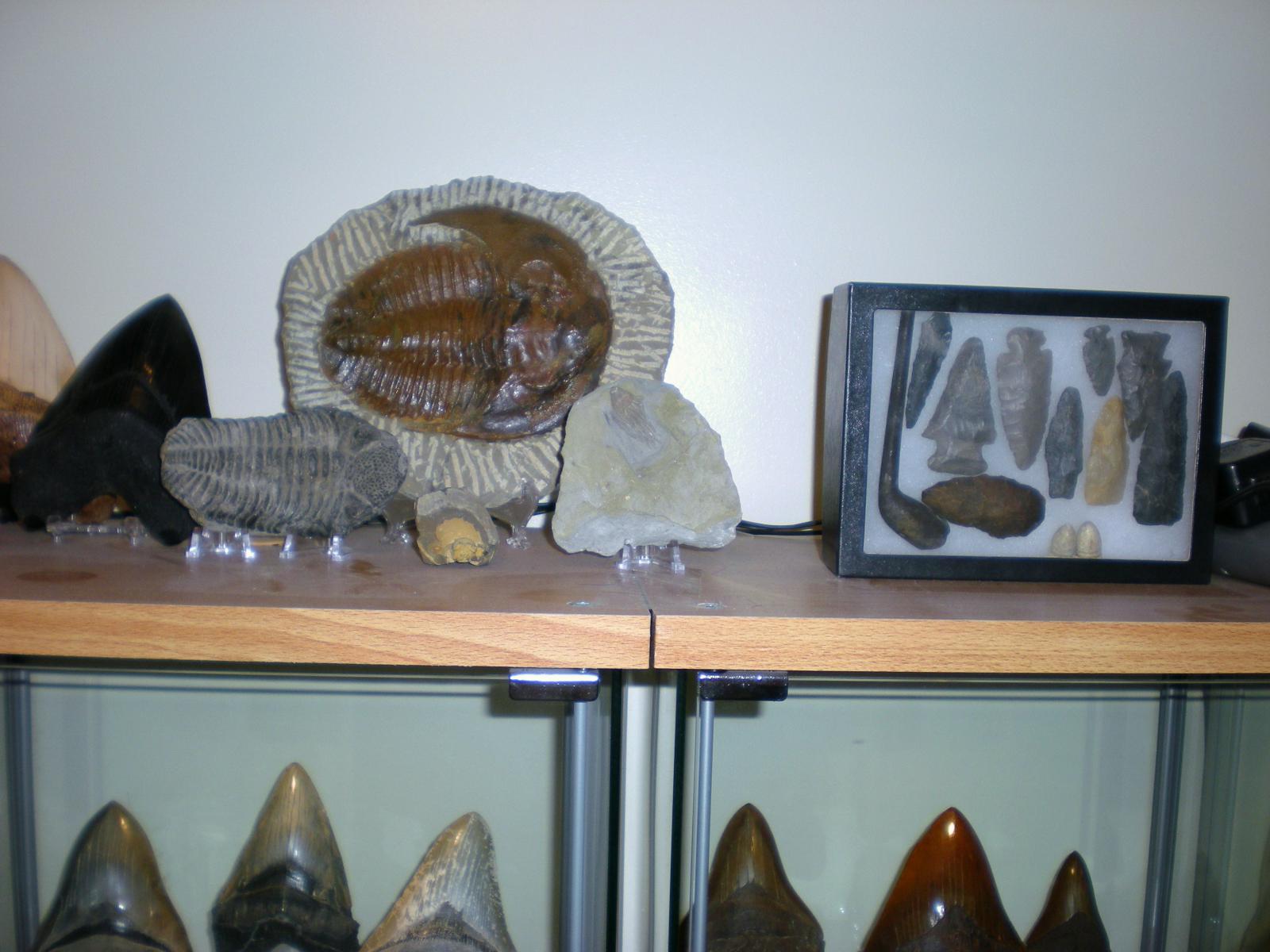 Fossil Collection 011511 003.JPG - Member Collections - The Fossil Forum
