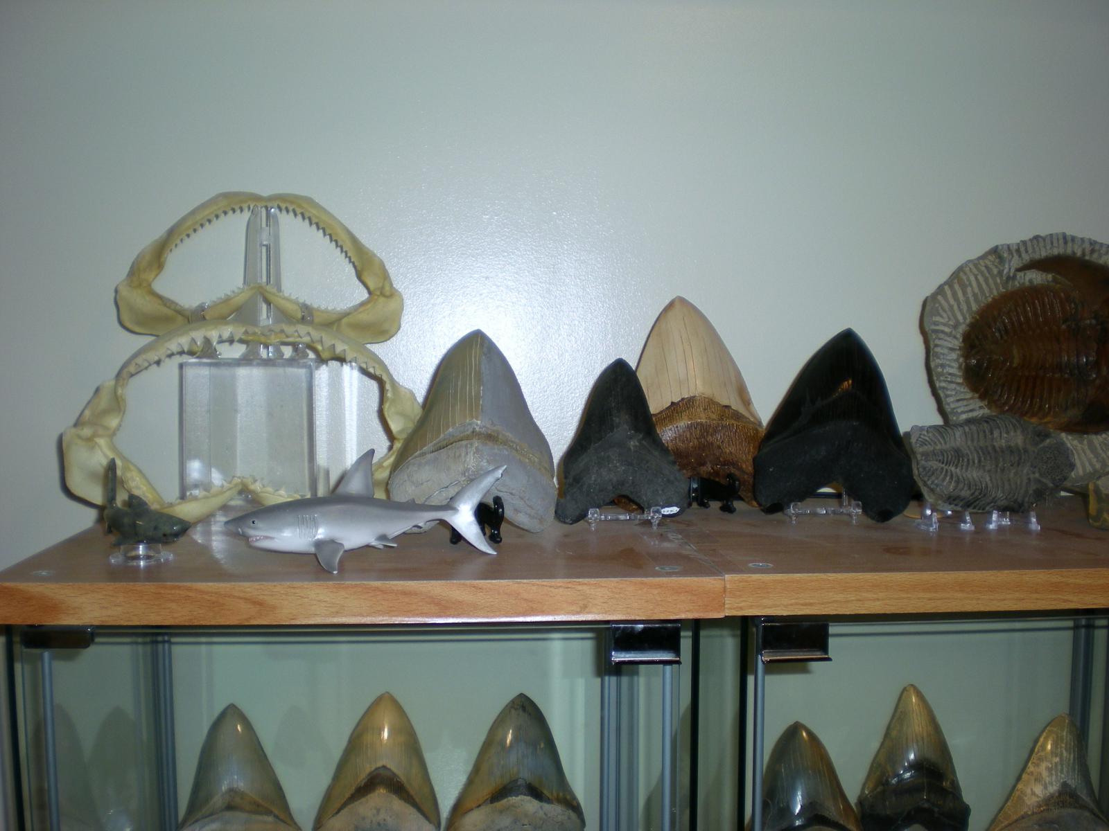 Fossil Collection 011511 002.JPG - Member Collections - The Fossil Forum