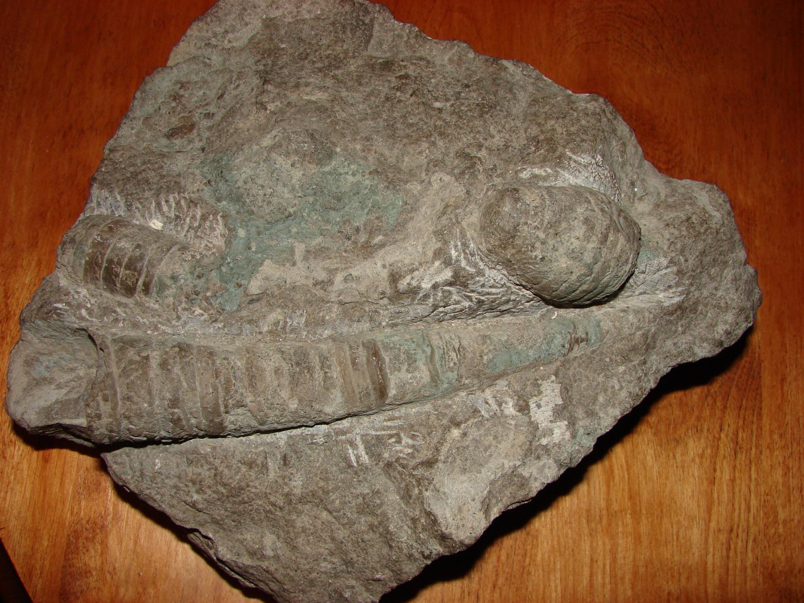 Arkona Shale Cephalopod - Member Collections - The Fossil Forum
