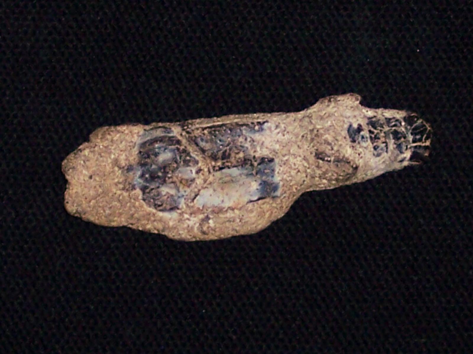 Linuparus grimmeri - Member Collections - The Fossil Forum