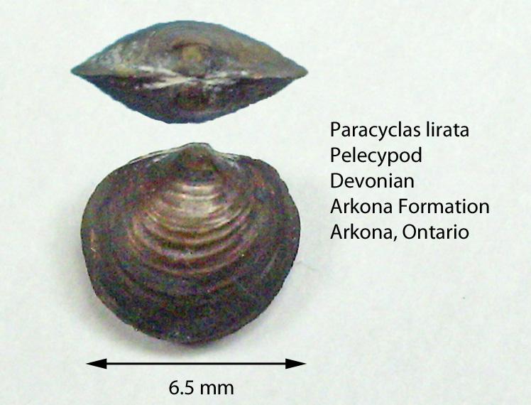 Paracyclas lirata - Member Collections - The Fossil Forum
