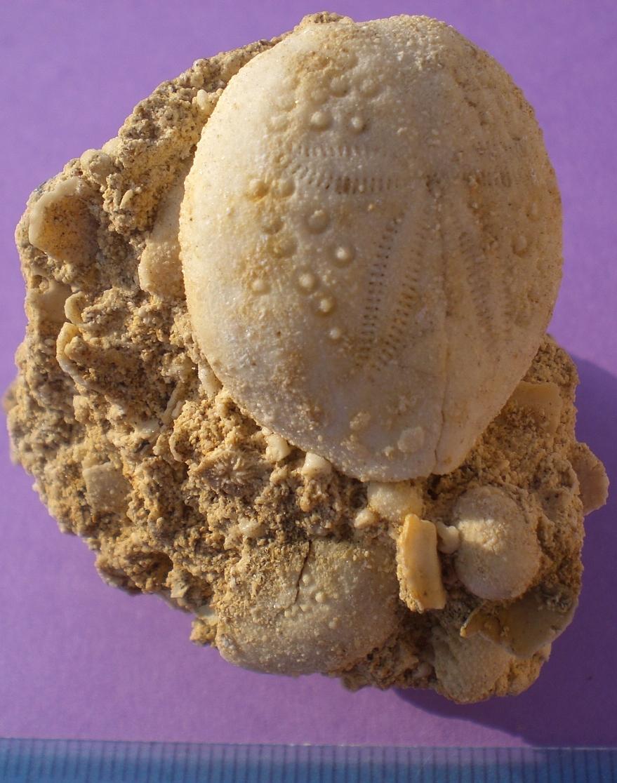 Eupatagus murrayensis on the matrix Miocene Mannum South Australia ...