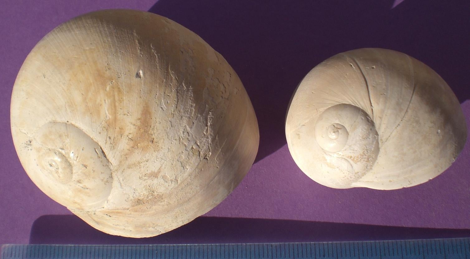 Polinices duplicatus (Say.1822)Lower Pleistocene Waccamaw Form ...
