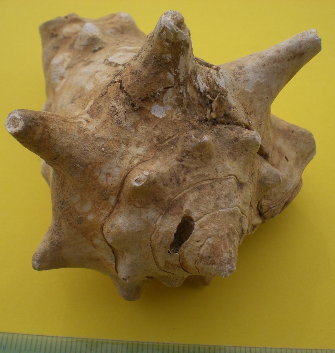 Strombus Coronatus Pliocene La sala (Orvieto) Terni Italy - Member ...