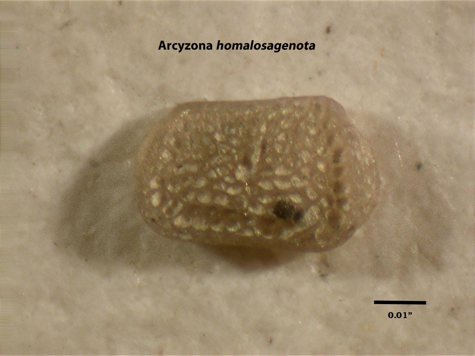 Microfossils from Paulding, OH - The Fossil Forum