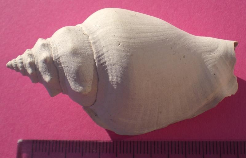 Strombus alatus floridanus Mansfield, 1930 Pliocene Caloosahatchee ...