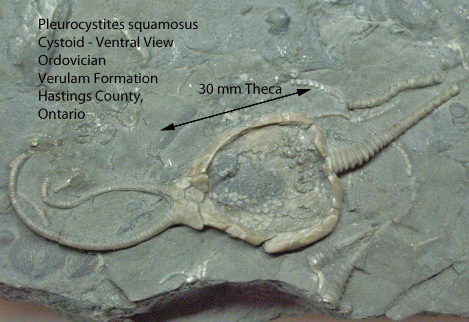 Ventral Cystoid - Member Collections - The Fossil Forum