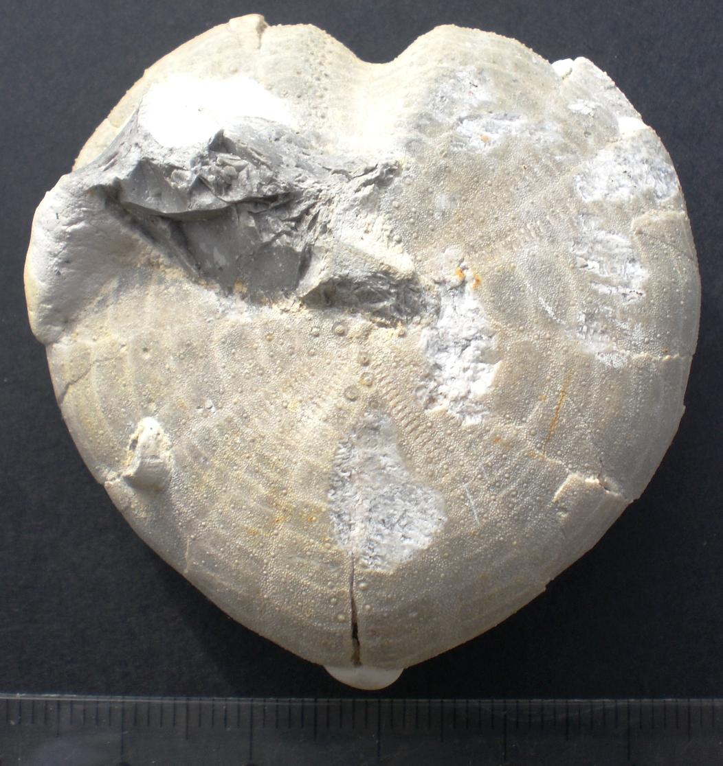Cardiaster Granulosis Maastrichtian Lixhe Belgium - Member Collections ...
