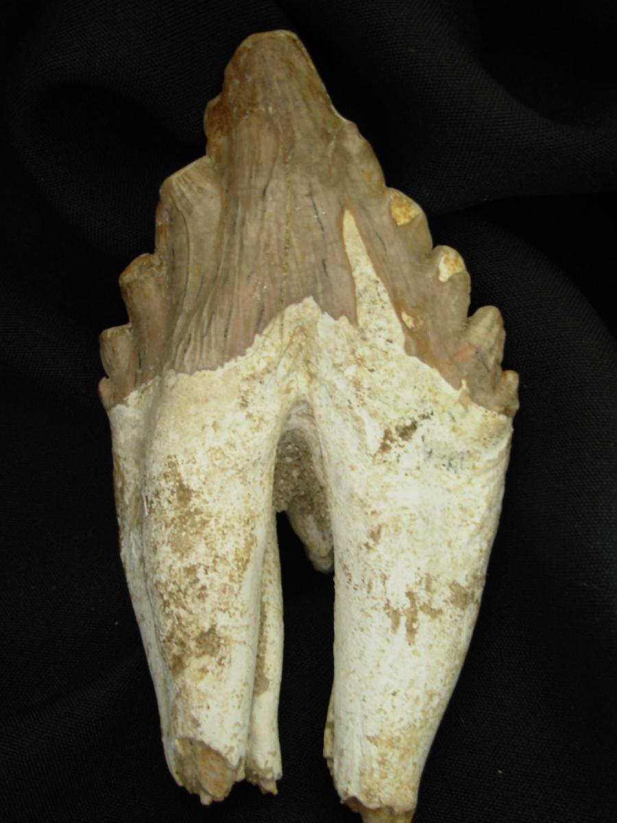 4.54" Moroccan Archeocete Molar - Member Collections - The Fossil Forum