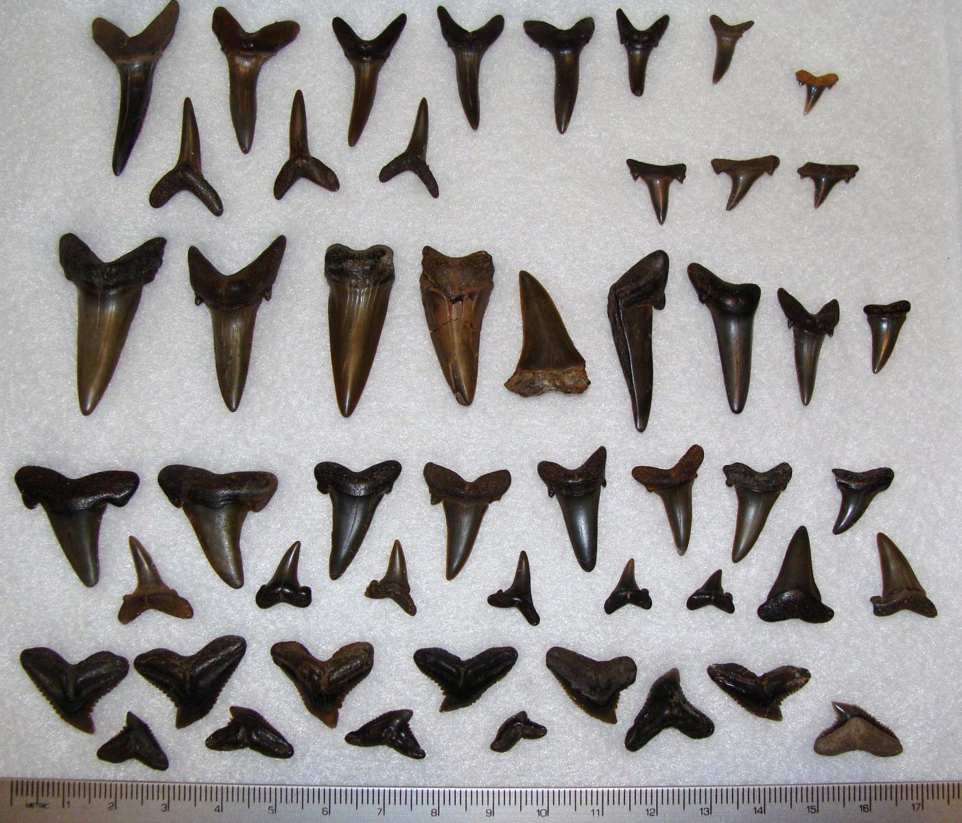 Stone City Teeth - Member Collections - The Fossil Forum