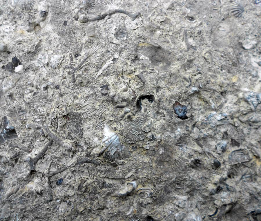 Bryozoans - Member Collections - The Fossil Forum