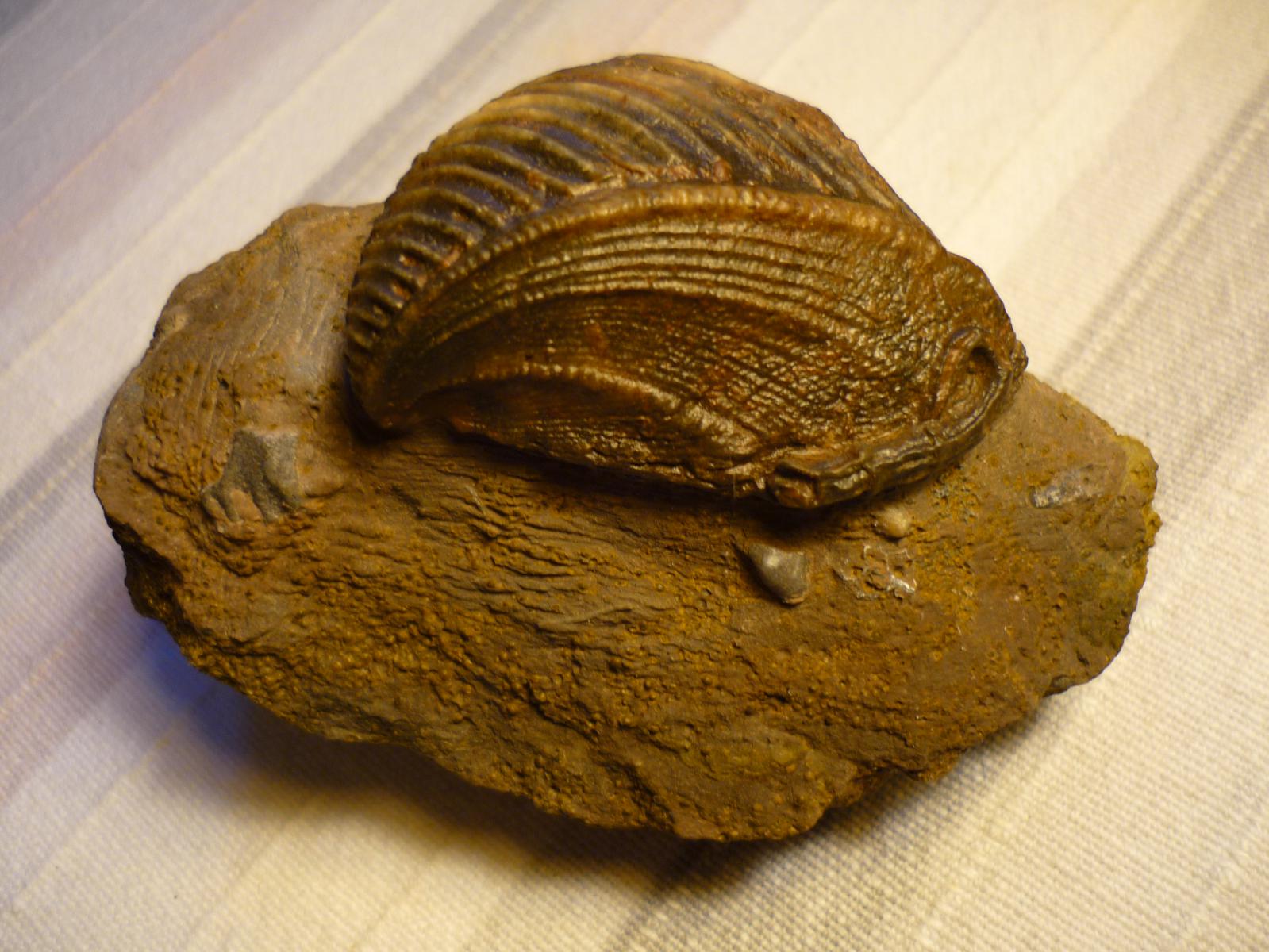 Trigonia interlaevigata (Quenstedt) - Molluscs - The Fossil Forum