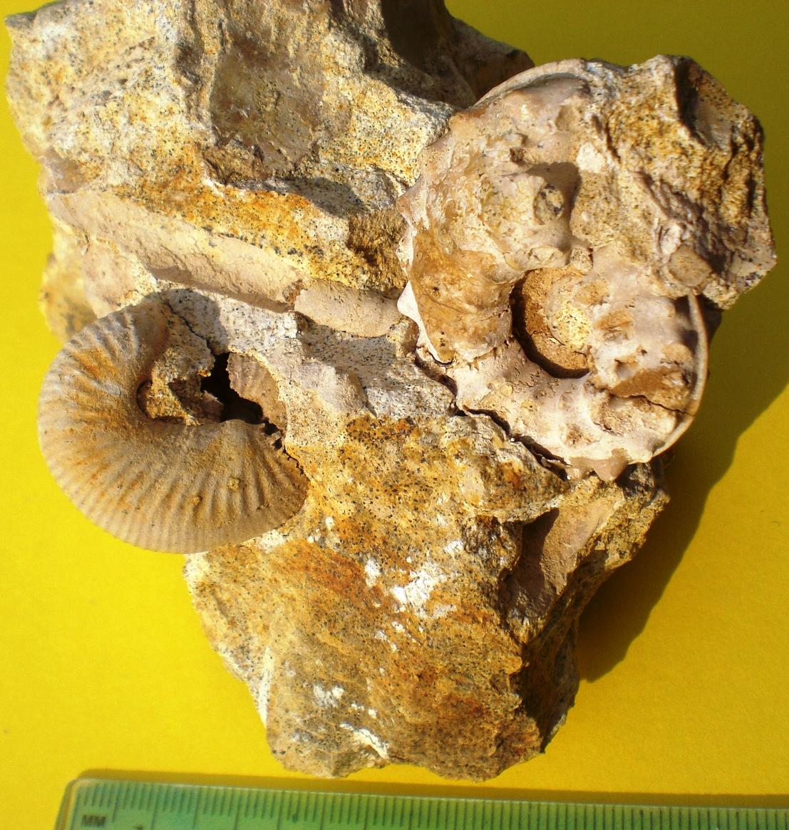 Scaphites equalis (Sowerby 1813), with Schloenbachia varians Cènomanian ...