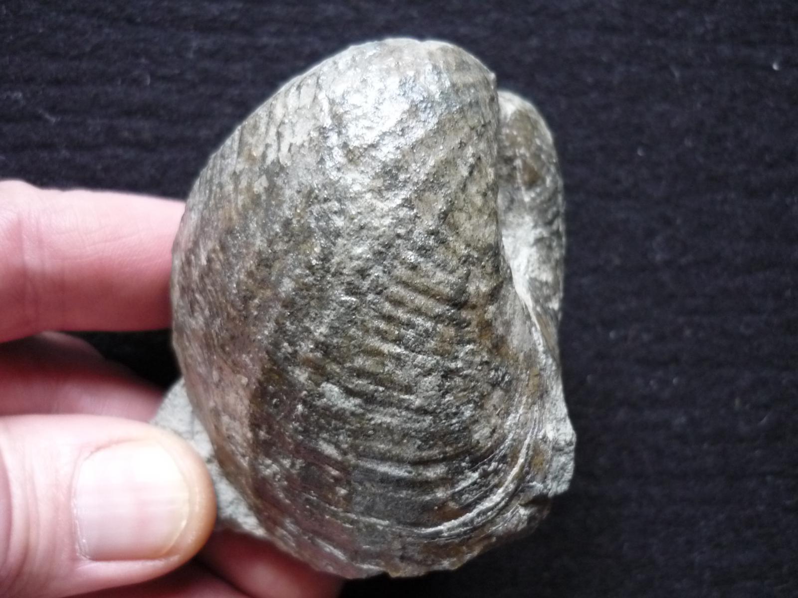 Pholadomya murchisoni (Sowerby) - Molluscs - The Fossil Forum